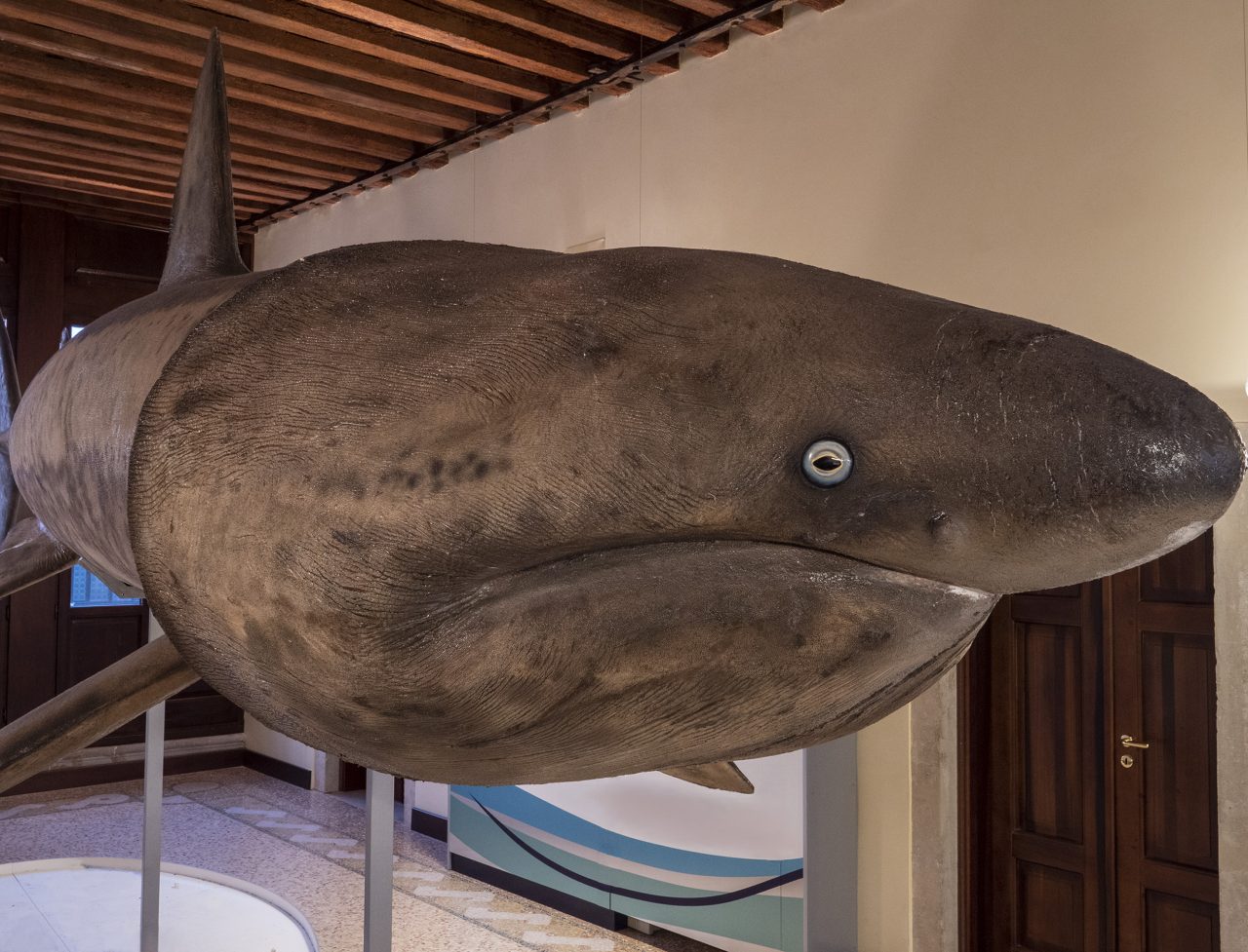SCOPRI IL MUSEO | Museo di Zoologia Adriatica Giuseppe Olivi